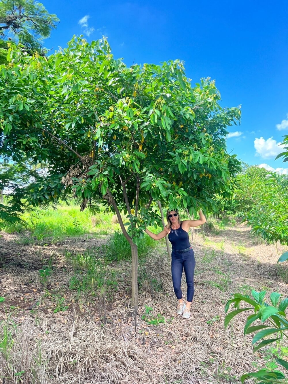 Venda de Árvores adultas Palmeira, Árvore nativa, Árvore frutifera