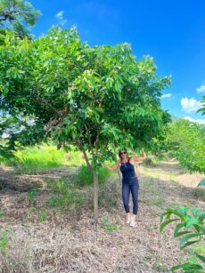 Venda de Árvores adultas Palmeira, Árvore nativa, Árvore frutifera
