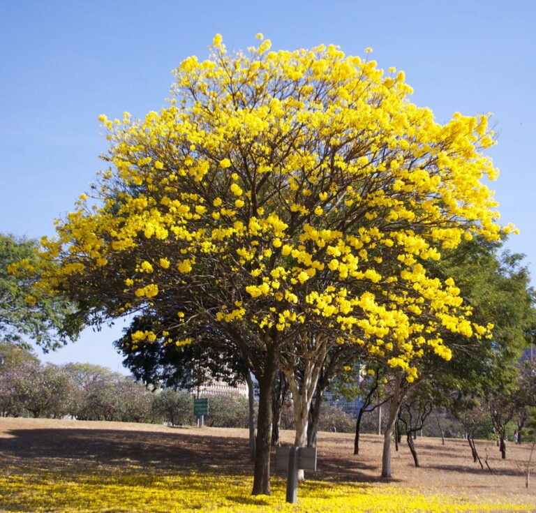 IPÊ AMARELO - HANDROANTHUS SERRATIFOLIUS - Oficina do Paisagista ...