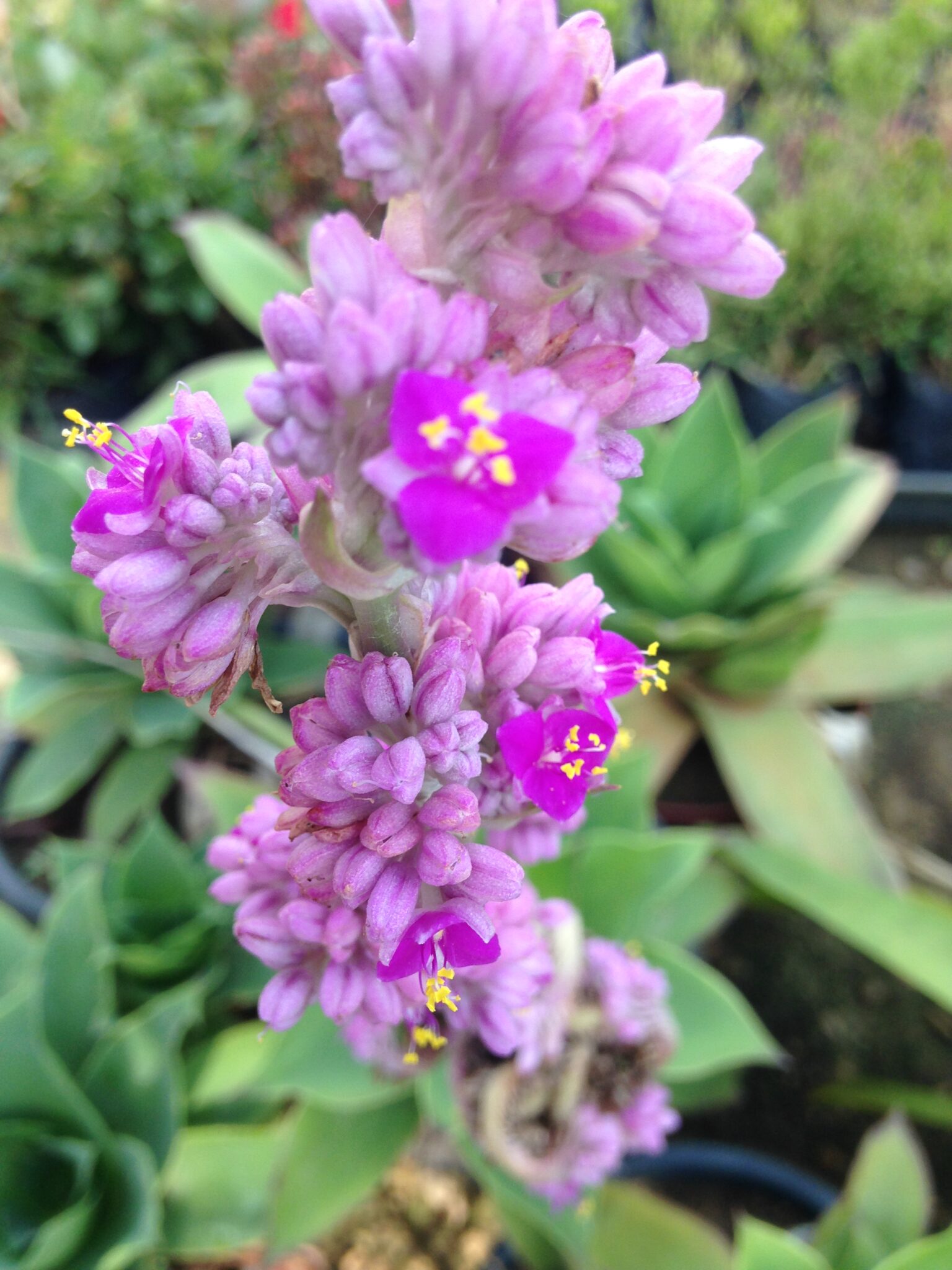 RESEDÁ (LAGERSTROEMIA INDICA) – Oficina do Paisagista : Maior Viveiro ...
