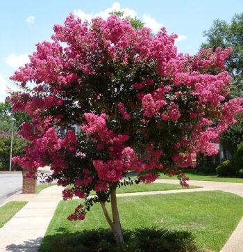 RESEDÁ (LAGERSTROEMIA INDICA) – Oficina do Paisagista : Maior Viveiro ...