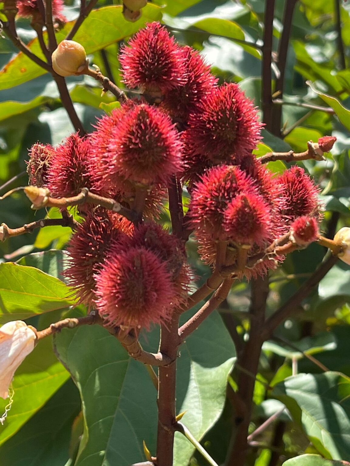 URUCUM (BIXA ORELLANA) - Oficina do Paisagista : Maior Viveiro de ...